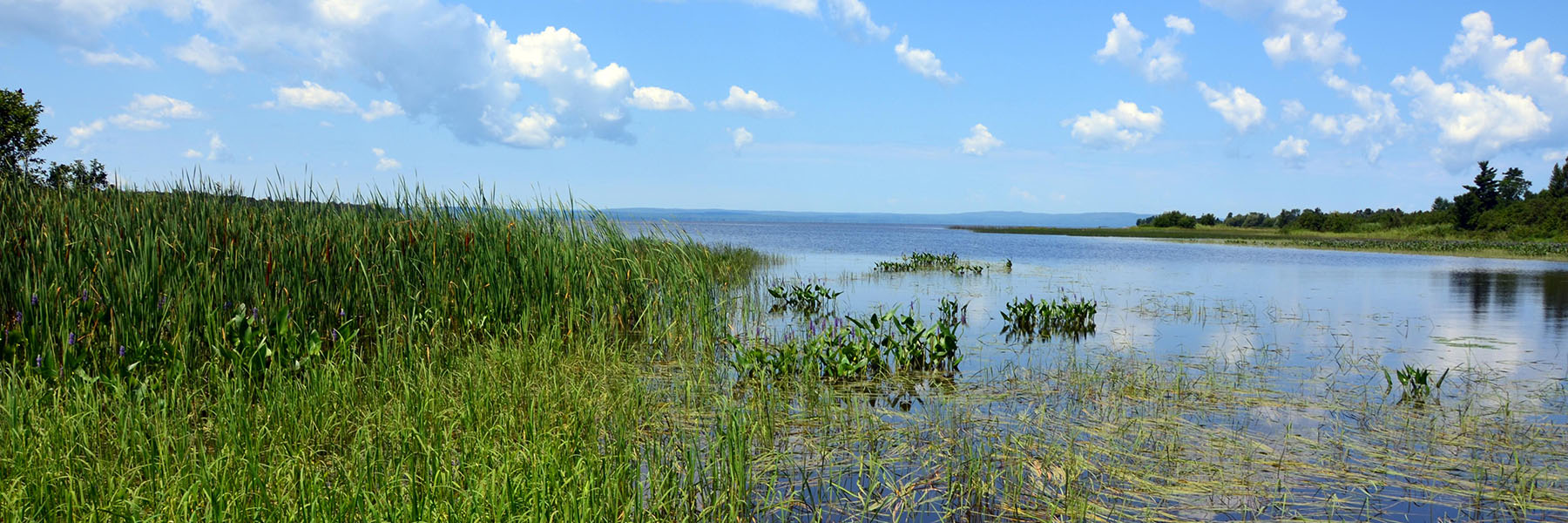 Wetland Resources – Bad River Tribe